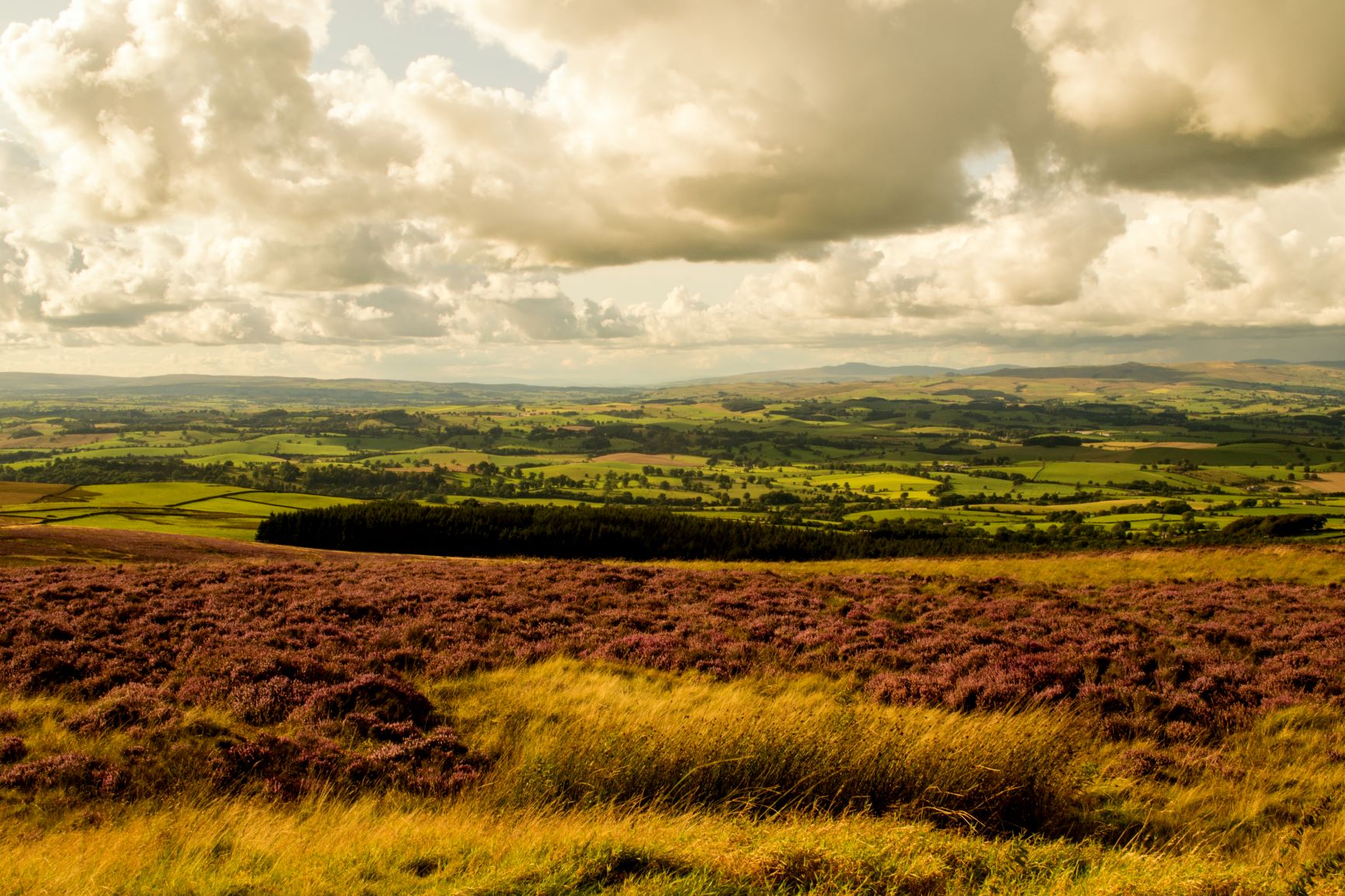 Terrestrial Environment