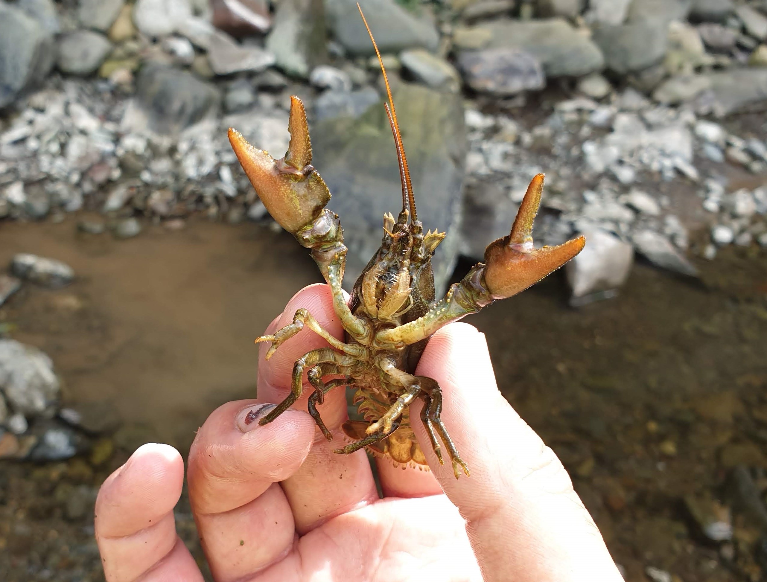 White-clawed Crayfish